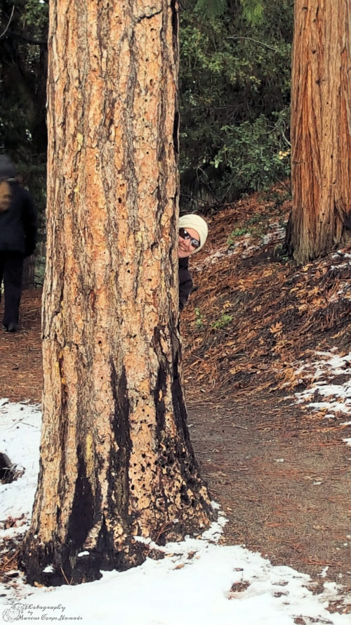 Hiding_Behind_Tree - Marine Corps Nomads